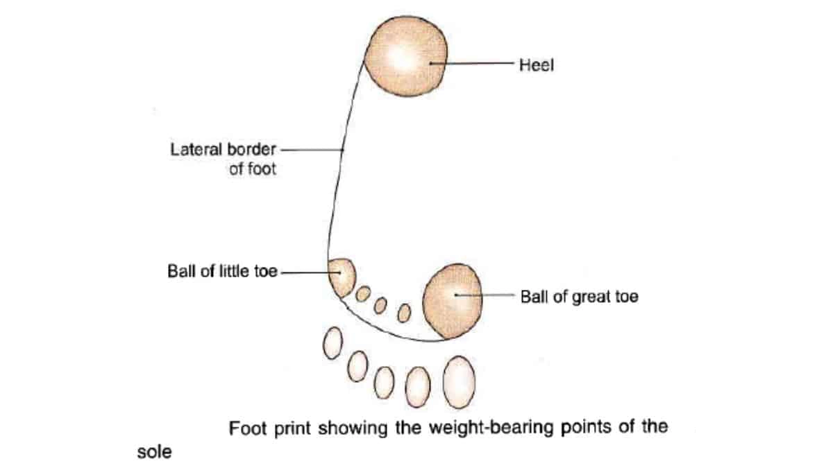 Step Into Understanding: Exploring the Fascinating Anatomy of the Foot ...