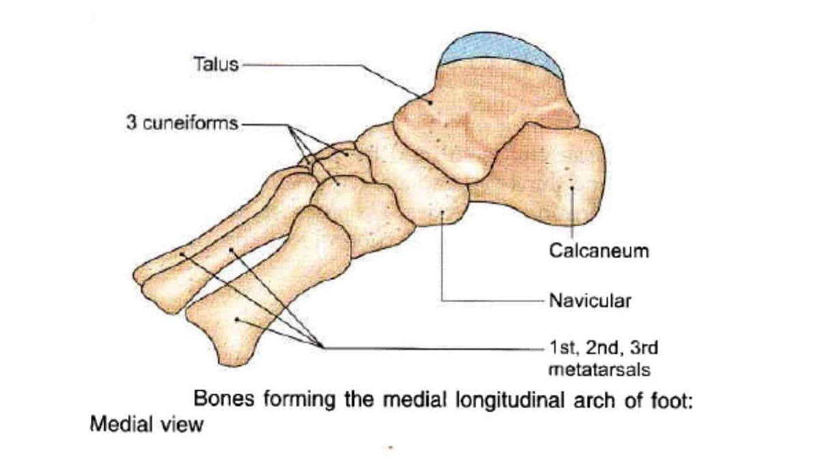 Step Into Understanding: Exploring the Fascinating Anatomy of the Foot ...